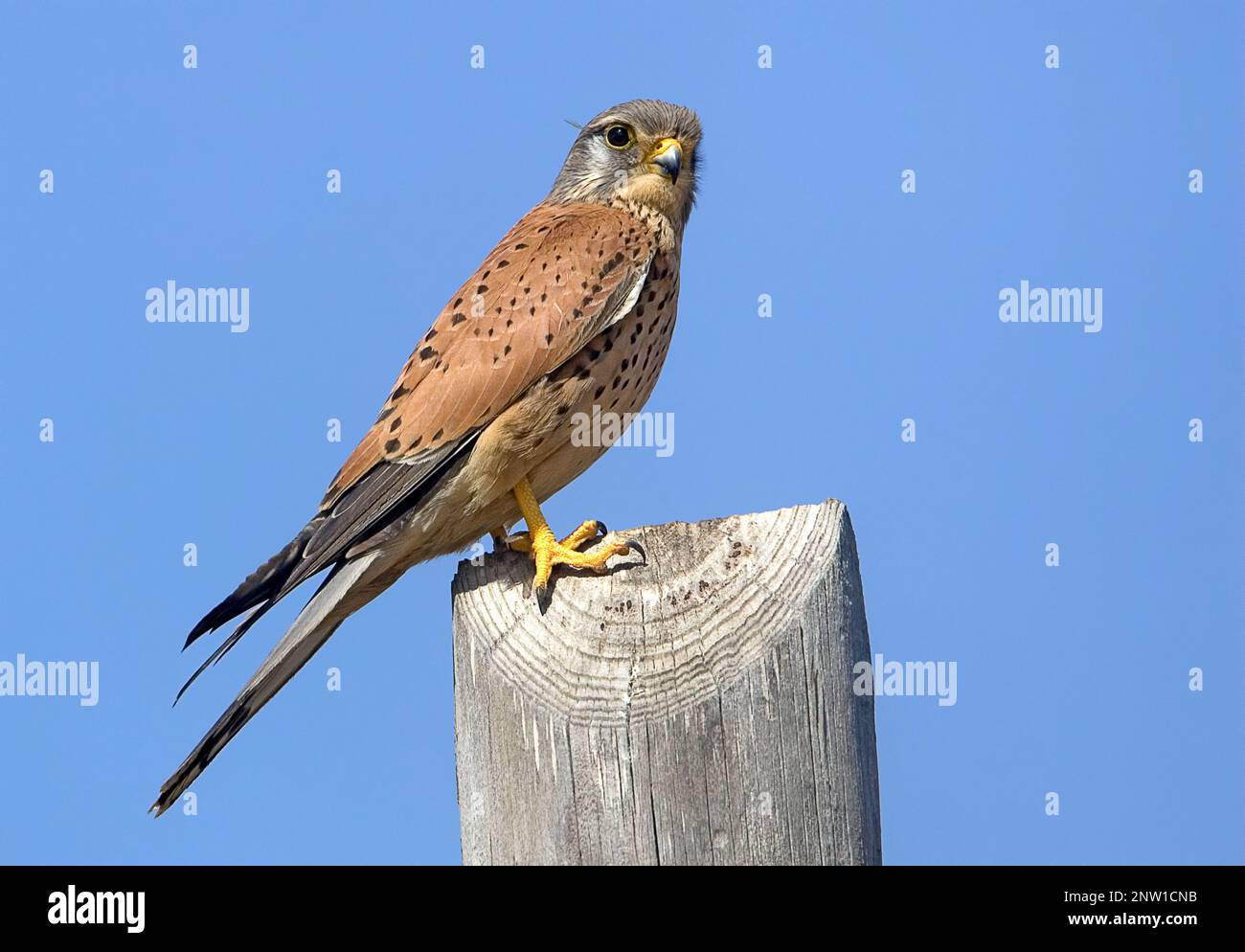Adult male of common kestrel (Falco tinnunculus Stock Photo - Alamy