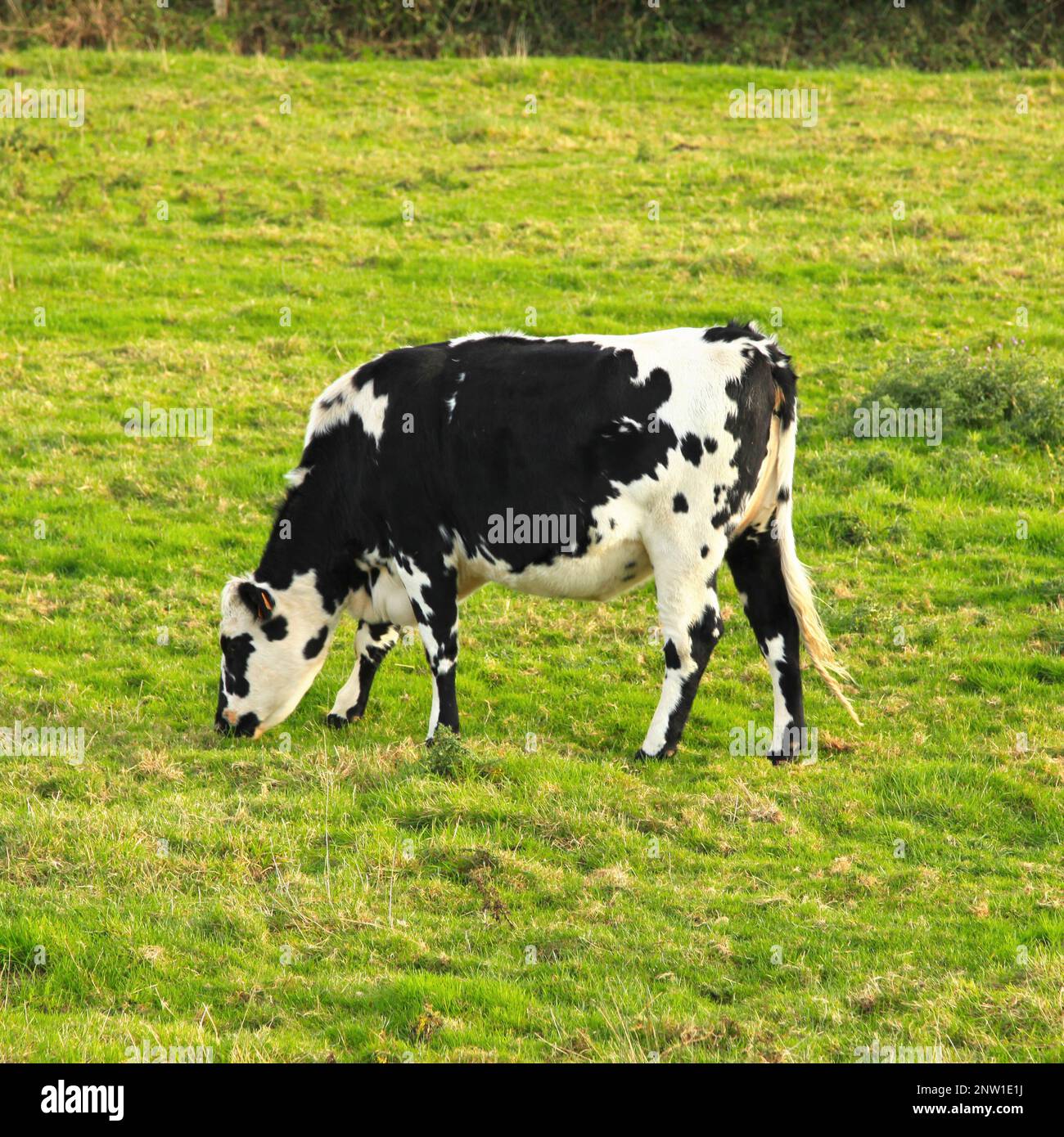 Normande cattle hi-res stock photography and images - Alamy