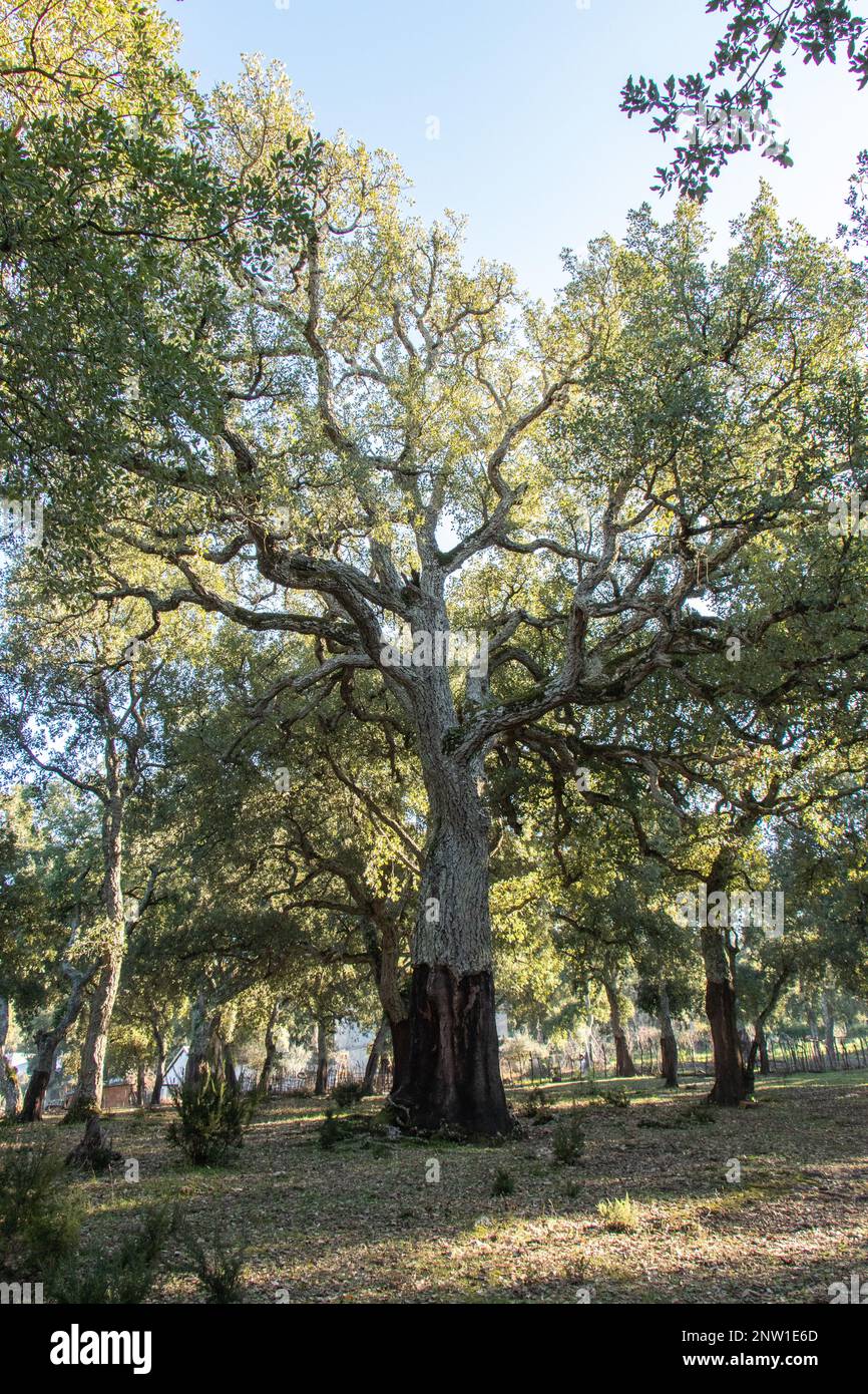 Old oak trees in the park. Beni Metir, Jendouba, Tunisia Stock Photo ...