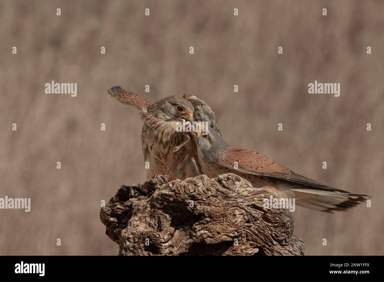 common kestrel (Falco tinnunculus) male brings a chameleon that he ...