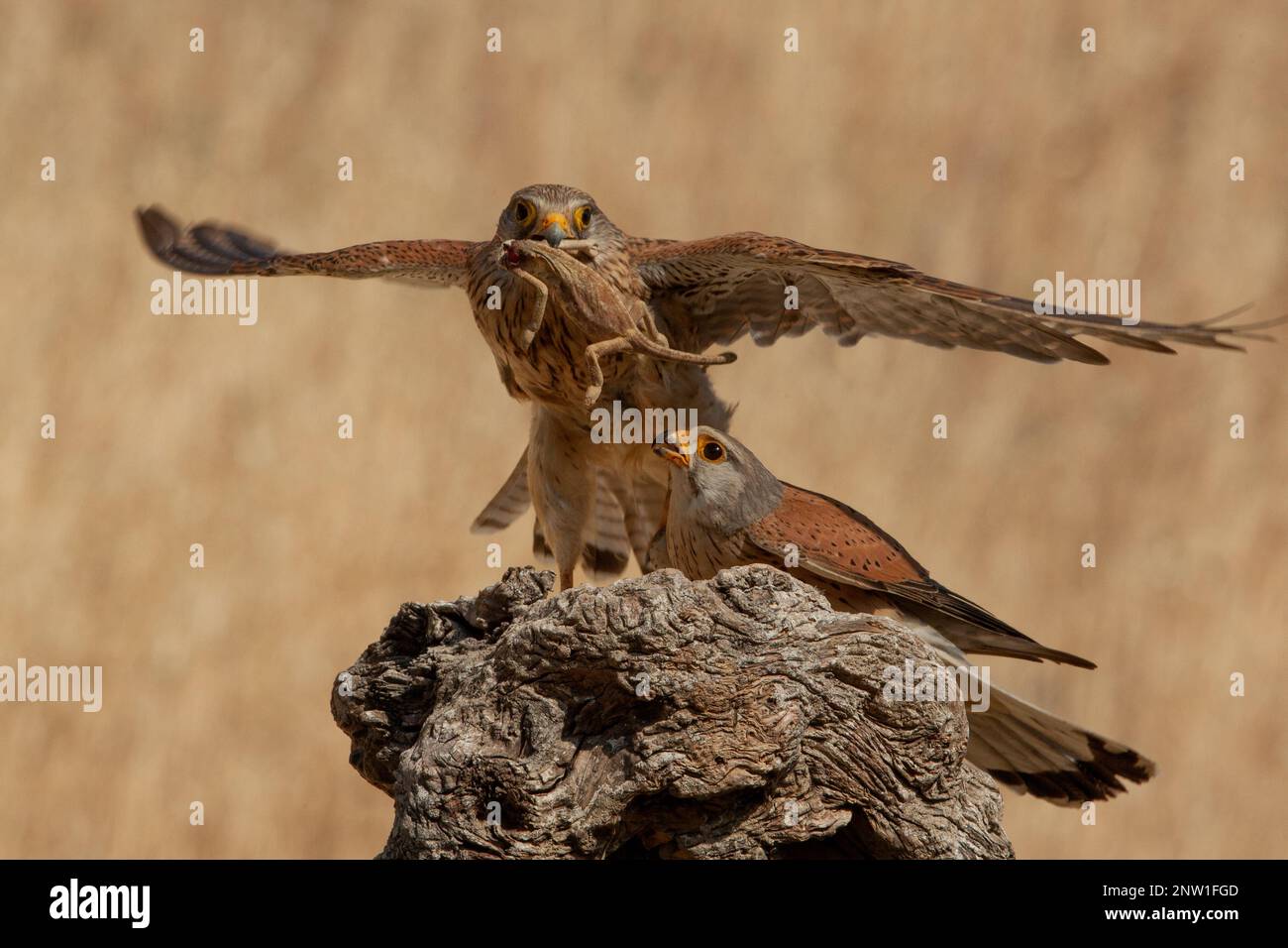 common kestrel (Falco tinnunculus) male brings a chameleon that he ...