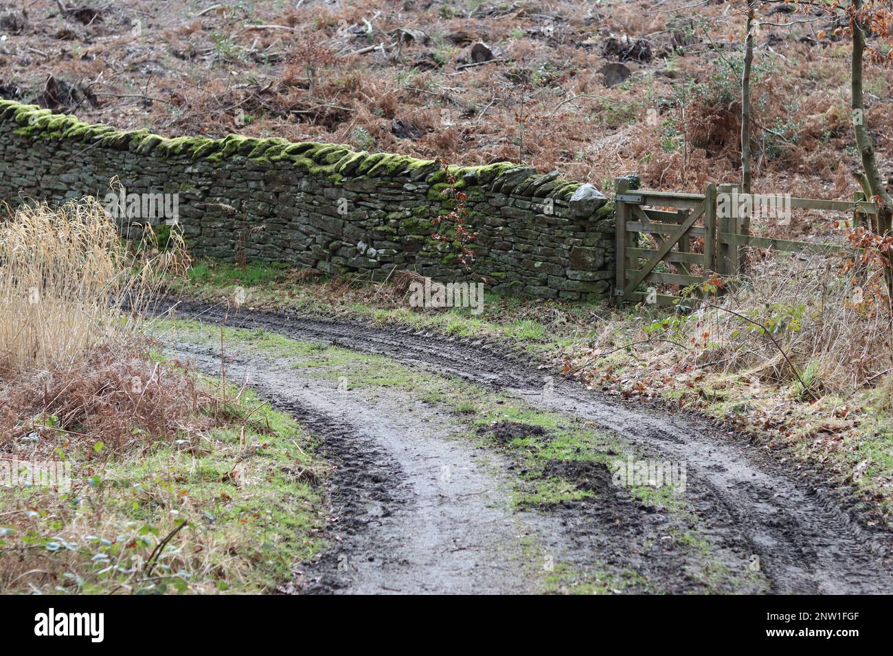 Countryside track winding into the distance Stock Photo - Alamy