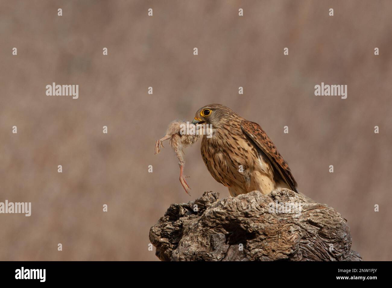 Adult male of common kestrel (Falco tinnunculus) hunting a sparrow ...
