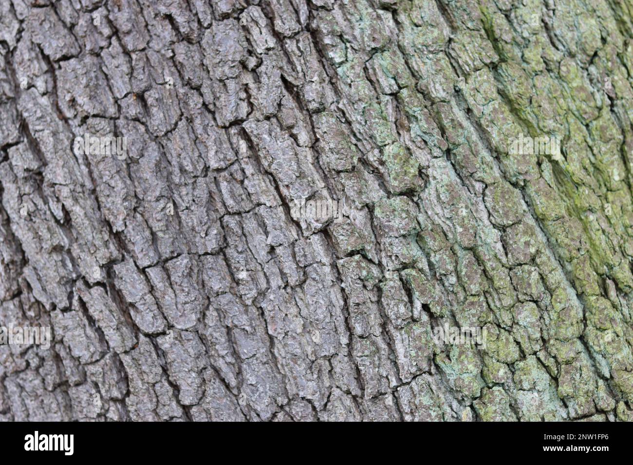 Close up of ancient oak tree bark Stock Photo - Alamy