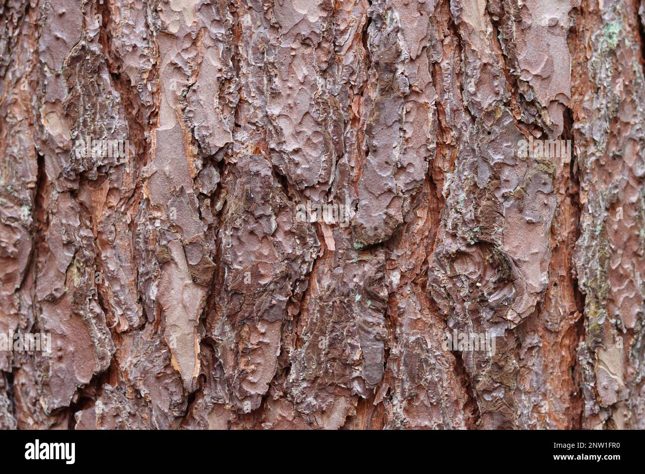 Close up red pine hi-res stock photography and images - Alamy