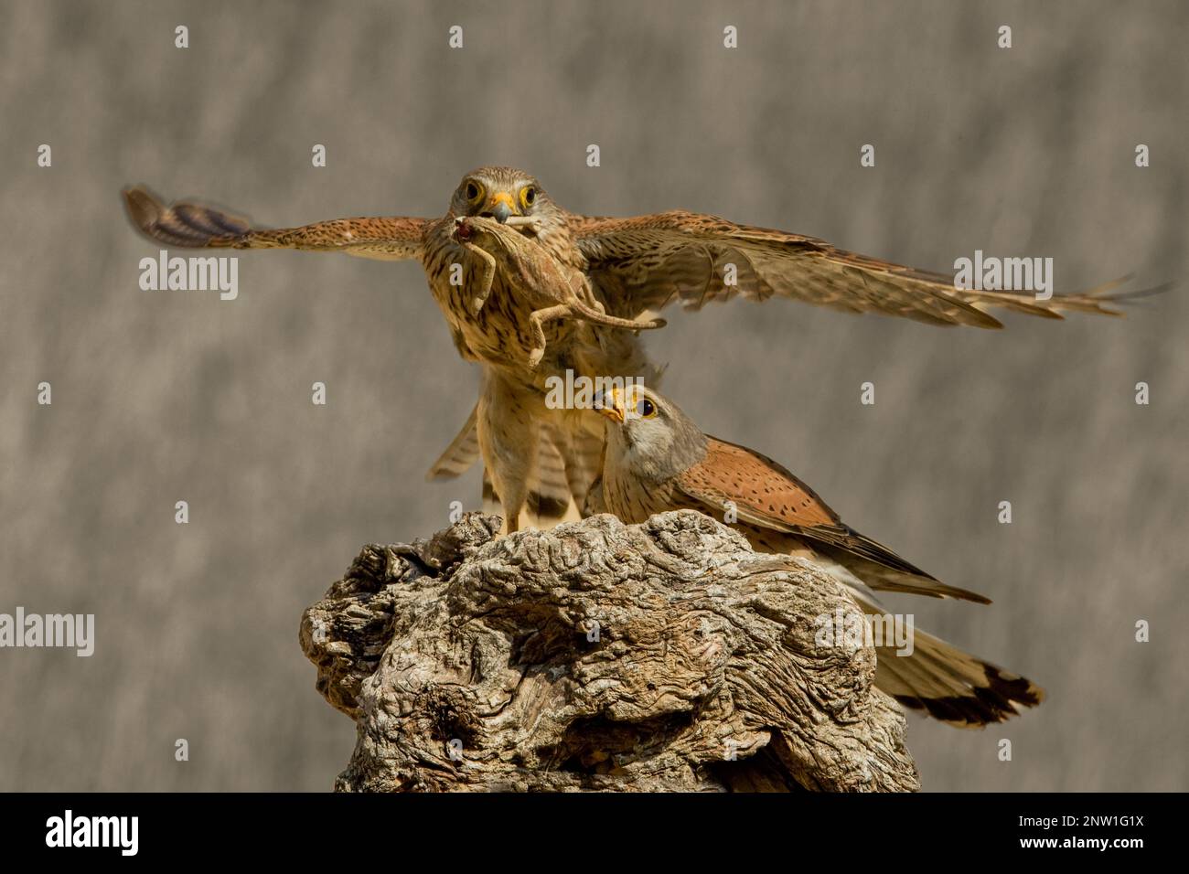 common kestrel (Falco tinnunculus) male brings a chameleon that he ...