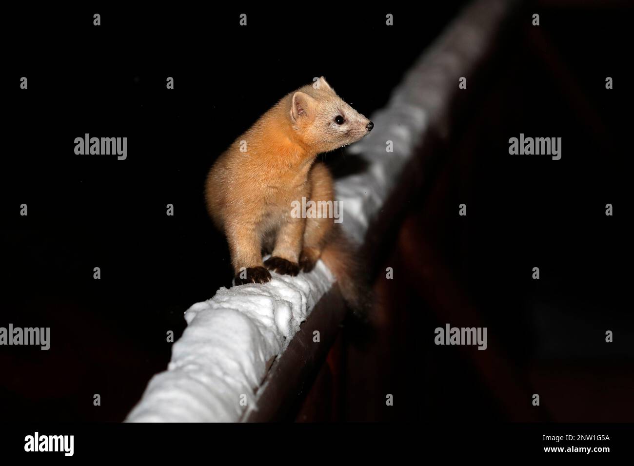 A picture taken on Jan. 19, 2019 shows a sable at the Tomuraushi Spa in ...