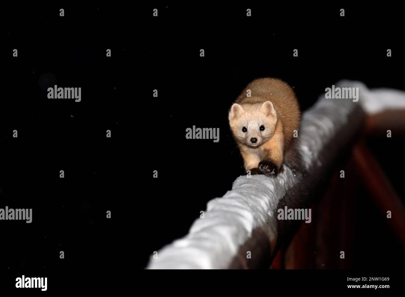 A picture taken on Jan. 19, 2019 shows a sable at the Tomuraushi Spa in ...