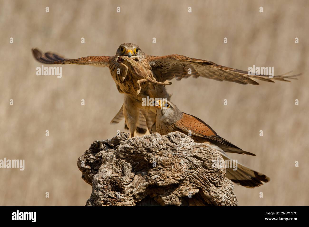 common kestrel (Falco tinnunculus) male brings a chameleon that he ...