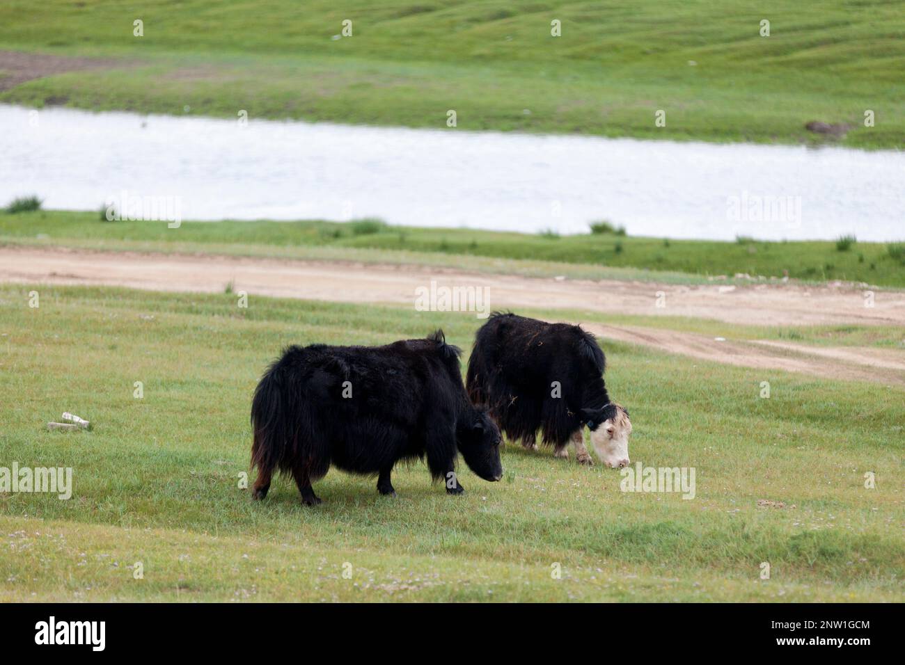 Two domestic yaks grazing grass in the Olkhon Valley in Mongolia Stock ...