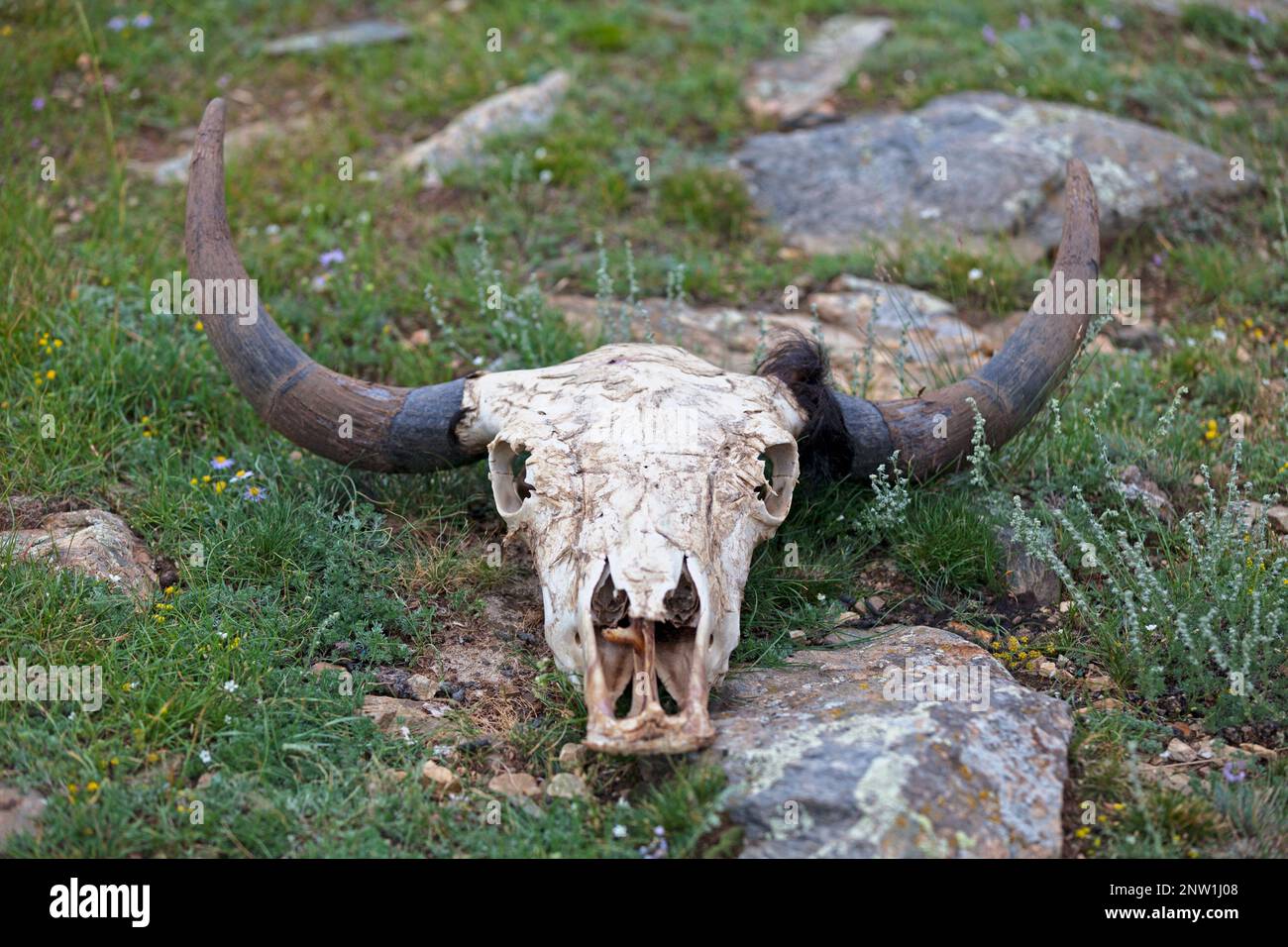 Yak skull on the soil of the Orkhon valley Stock Photo - Alamy