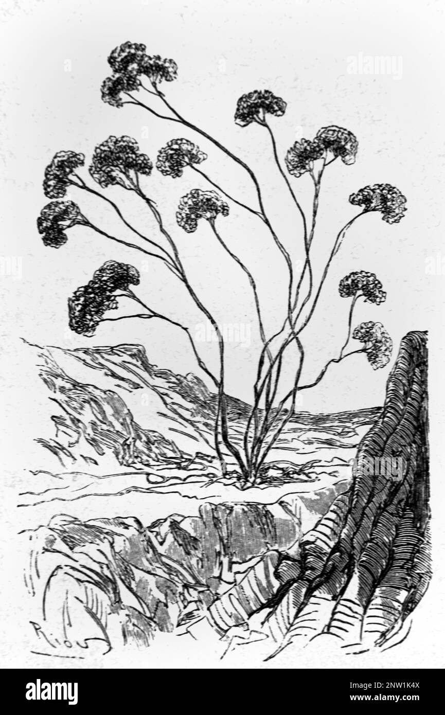 Heliotrope Flower Drawing