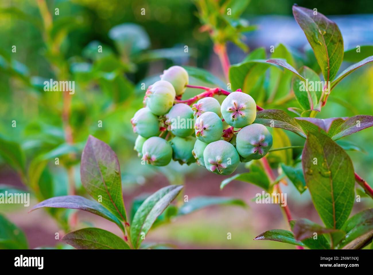 Beautiful bunch of fresh blueberries hi-res stock photography and ...