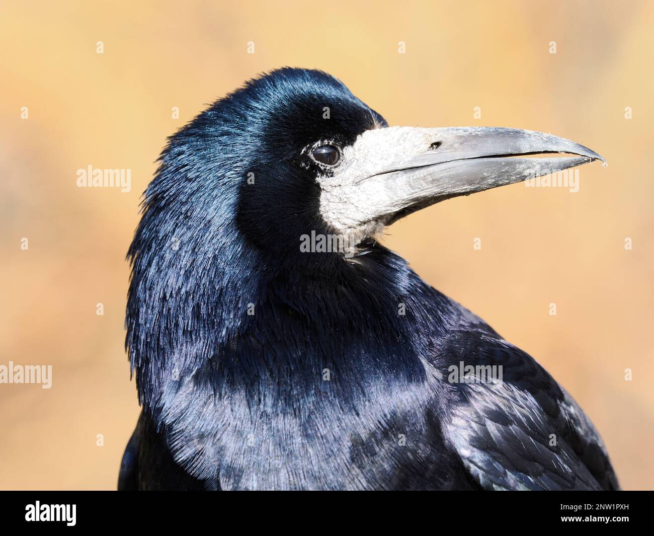 Rook detail hi-res stock photography and images - Alamy