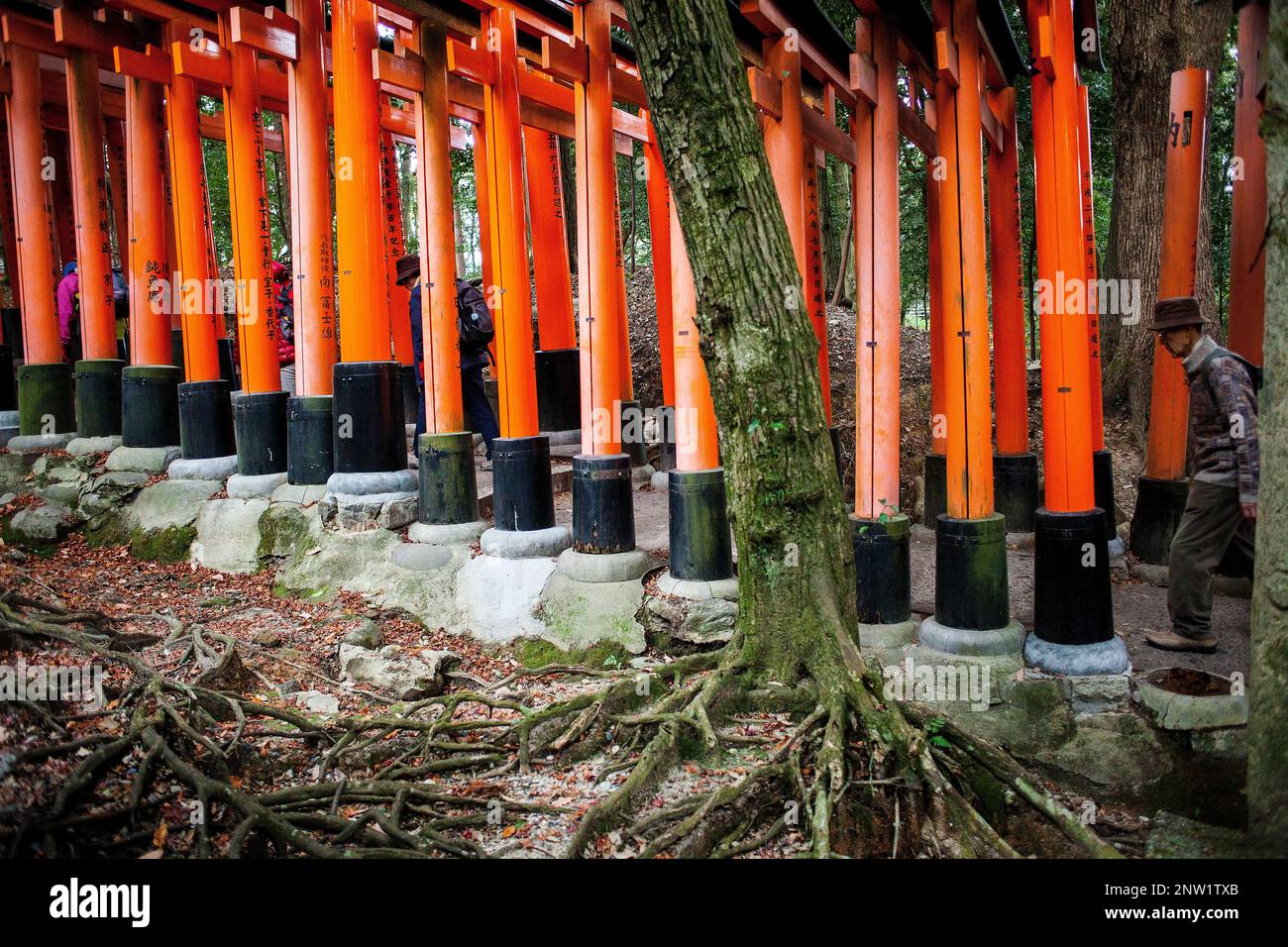 Torii gates at Fushimi Inari-Taisha sanctuary,Kyoto, Japan Stock Photo ...
