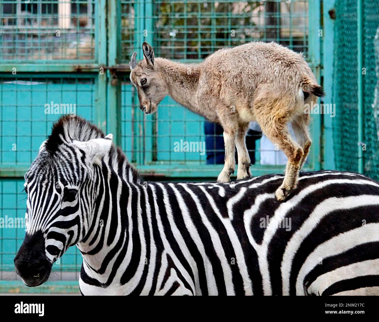 A baby markhor, also known as the screw horn goat, stands on the back ...