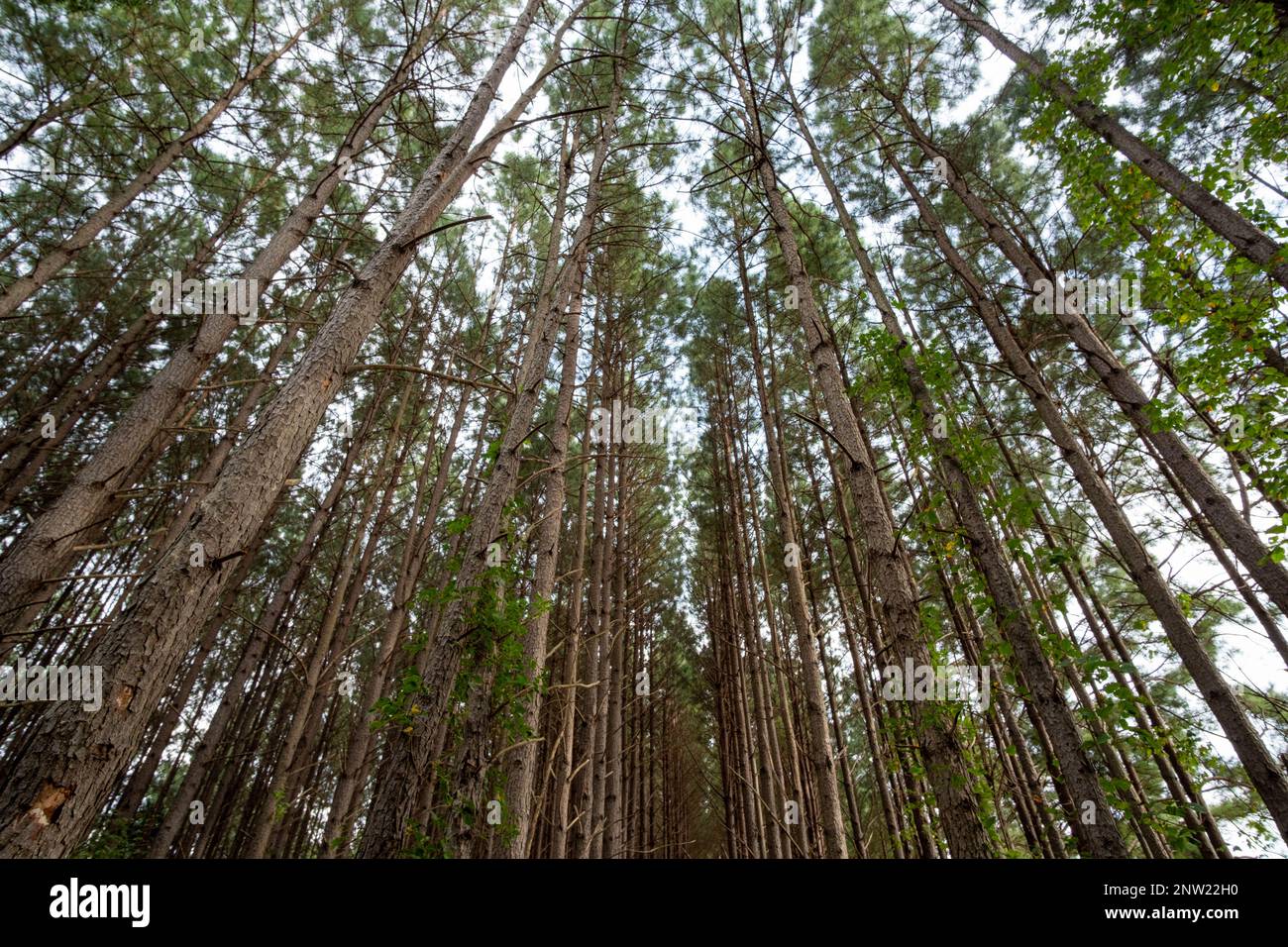 Beautiful pine tree stand tall hi-res stock photography and images - Alamy