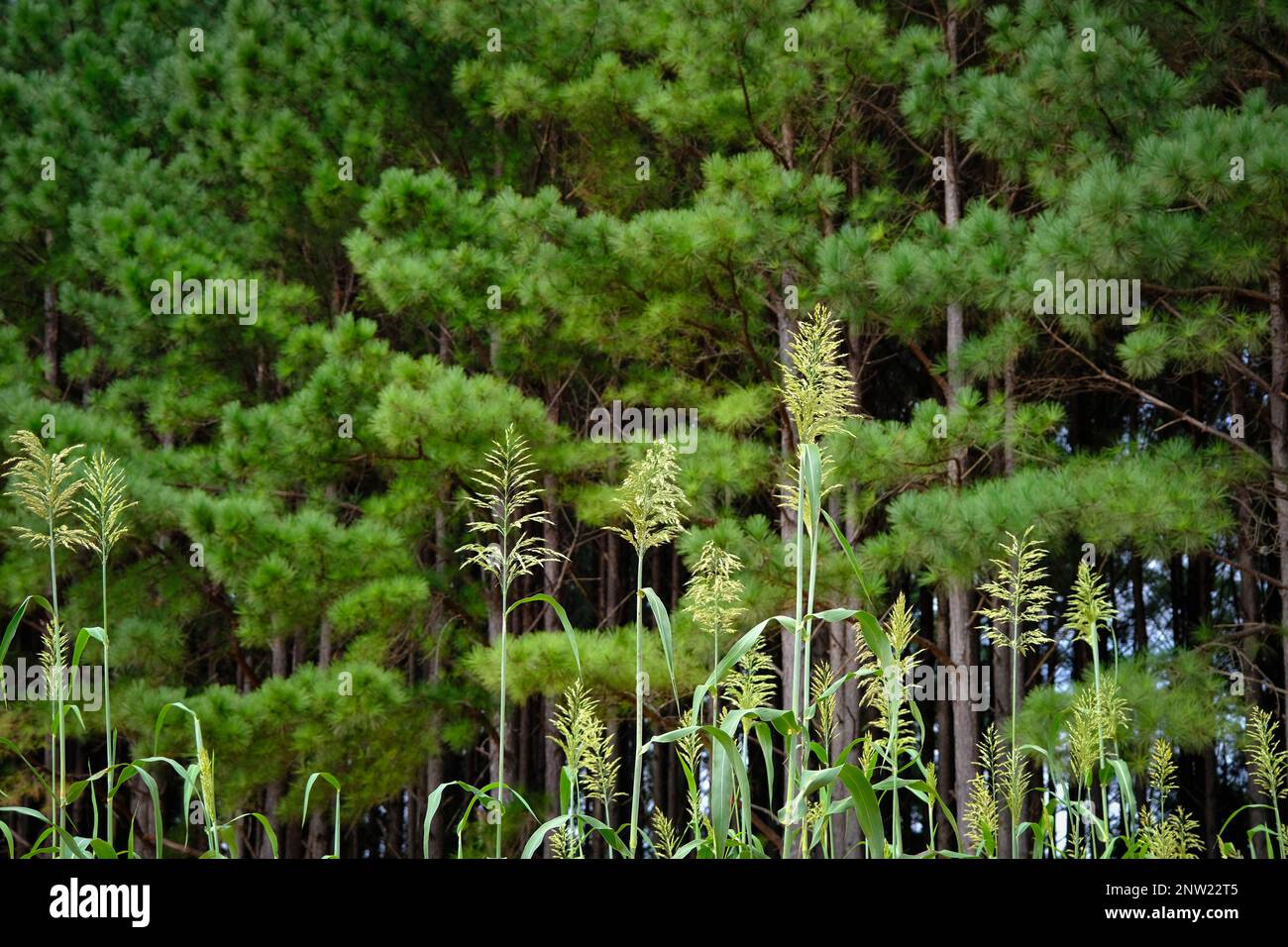 Flowering stalks of grain in front of lush pine forest Stock Photo - Alamy