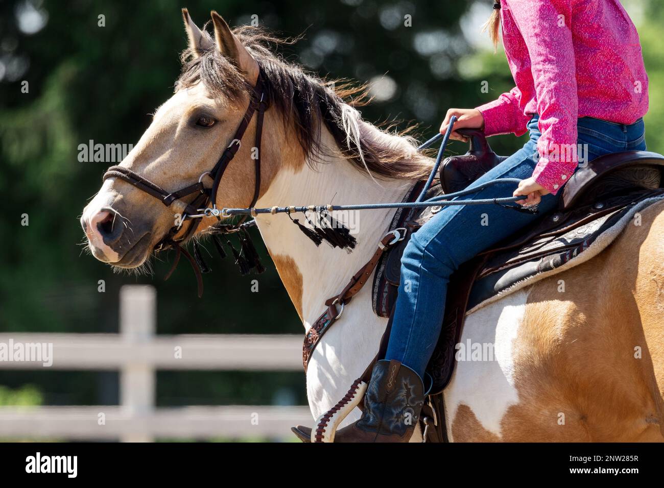 A closeup side portrait view of a horse being ridden by an ...