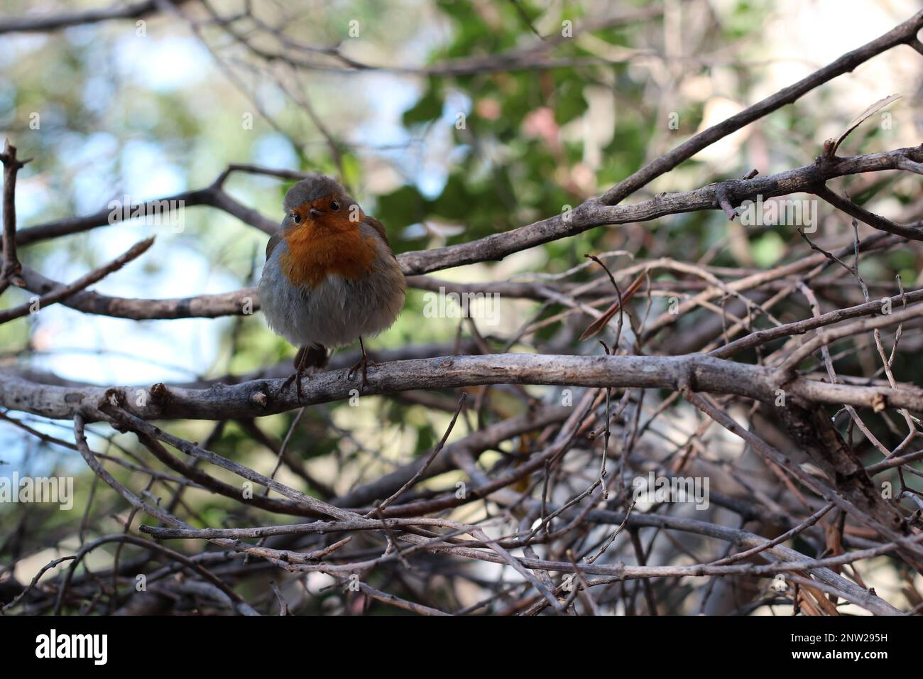 The sweet Eurasian robin (Erithacus rubecola Stock Photo - Alamy