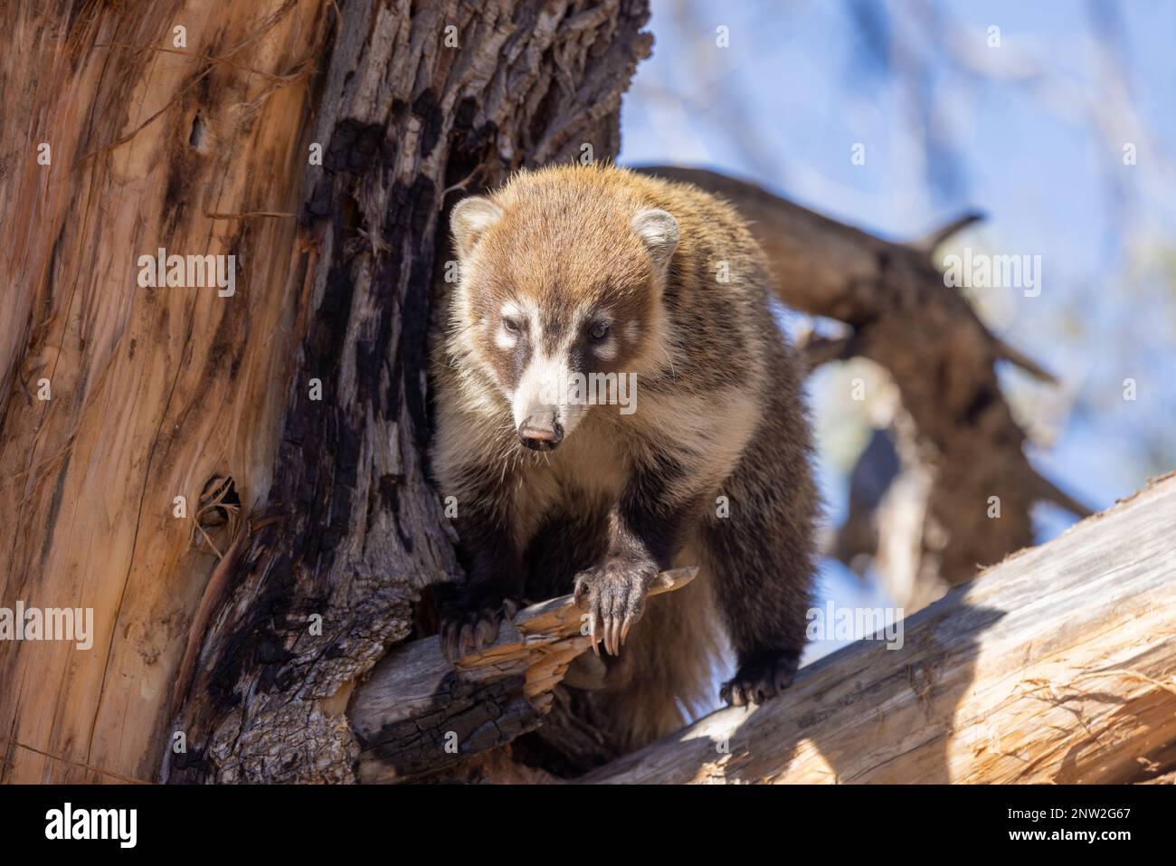 White Nosed Coatimundi in the Chiricahua National Monument Arizona ...