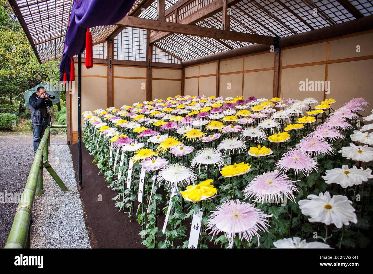 Chrysanthemum exhibit, in Shinjuku Gyoen park, Tokyo Stock Photo - Alamy