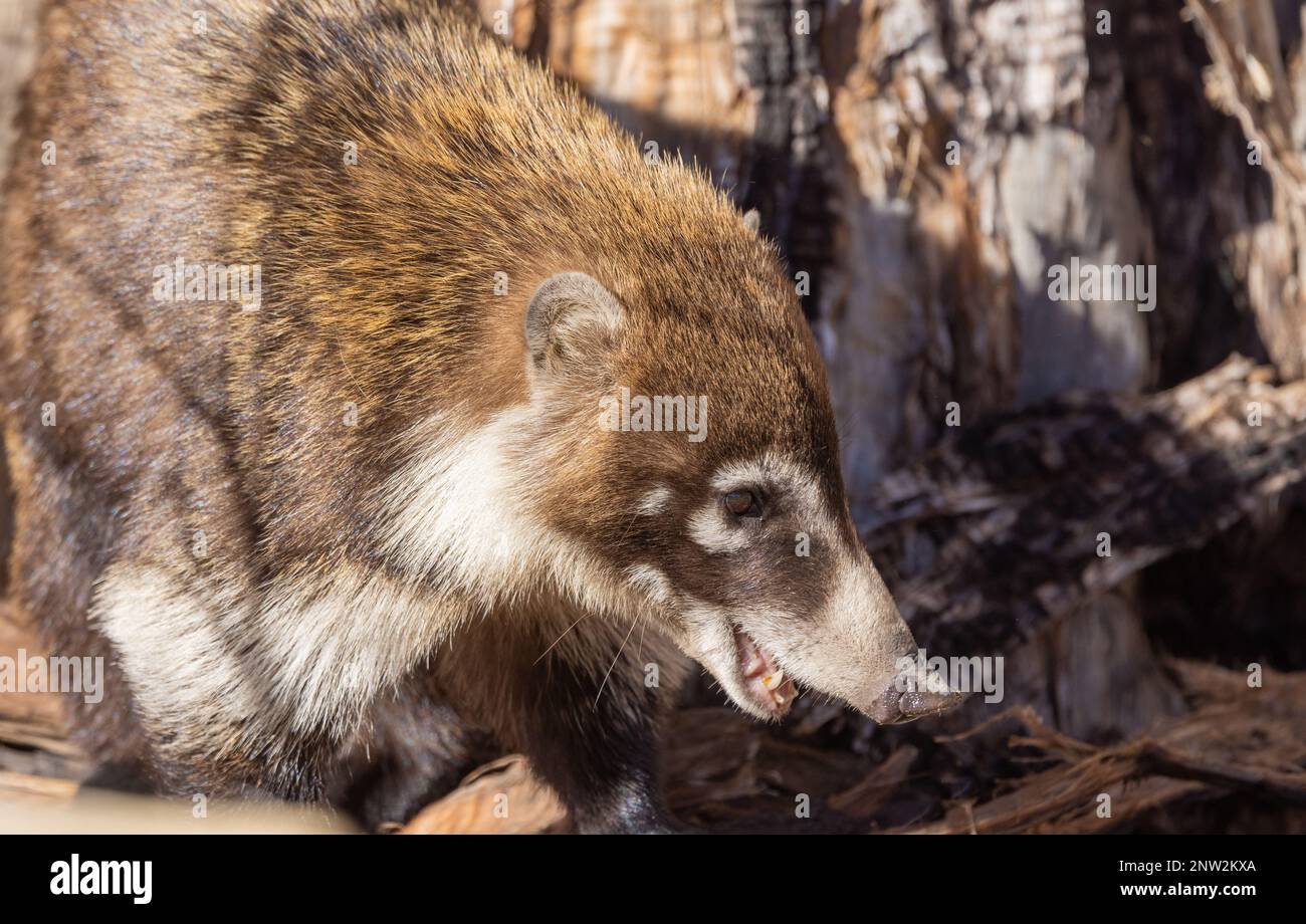 Coatimundi arizona hi-res stock photography and images - Alamy