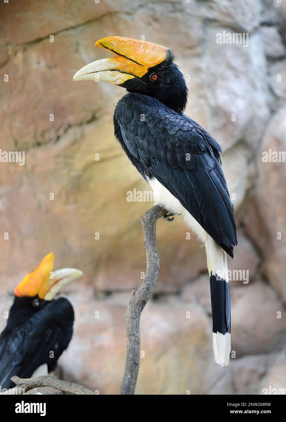 A pair of rhinoceros hornbills perch inside their enclosure Wednesday ...