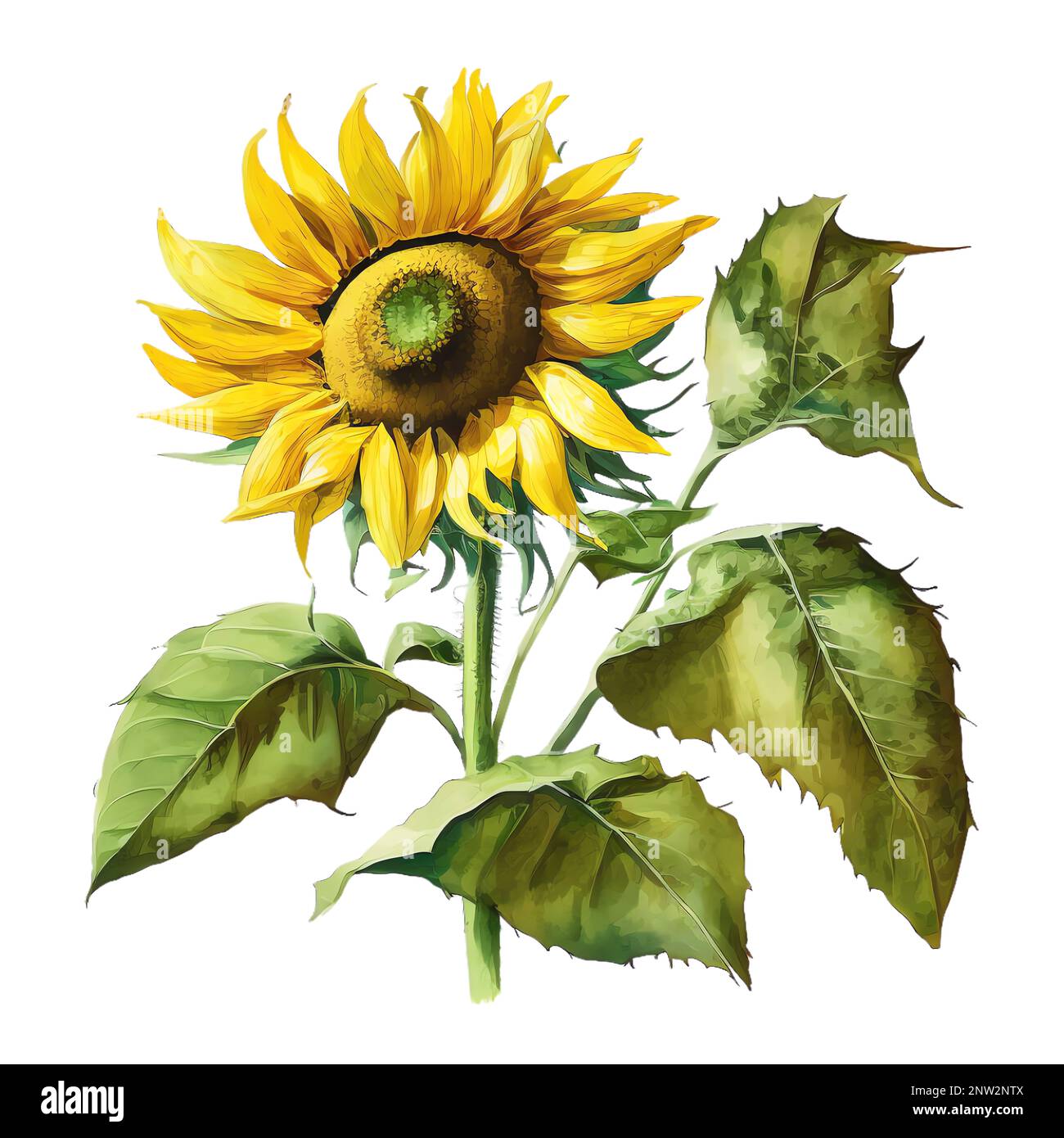 Geranium botanical illustration Cut Out Stock Images & Pictures - Alamy