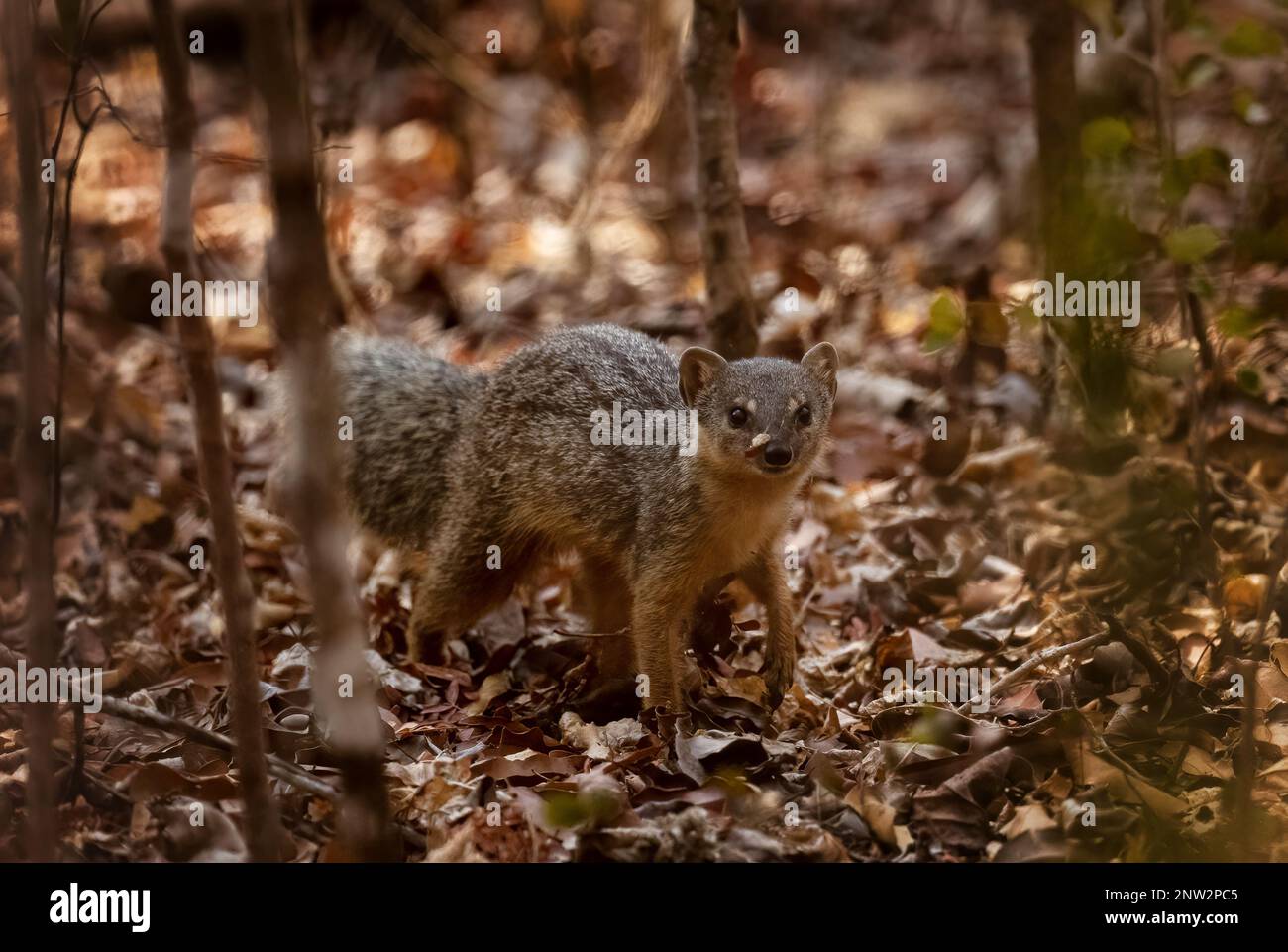 Narrow-striped Mongoose - Mungotictis decemlineata, beautiful shy ...