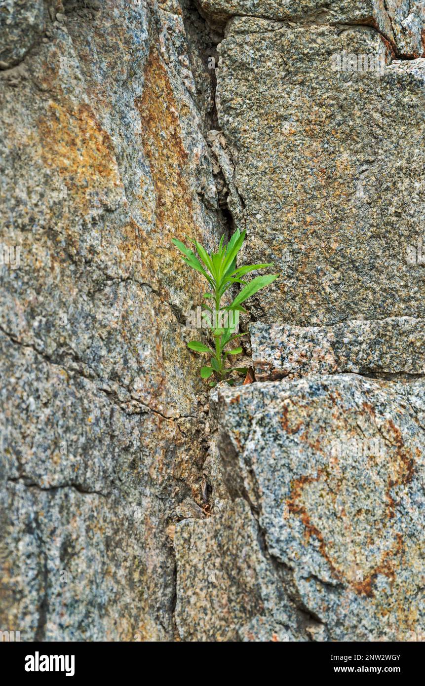 Green sprout grows lonely in the crack of granite rock abandoned stone ...