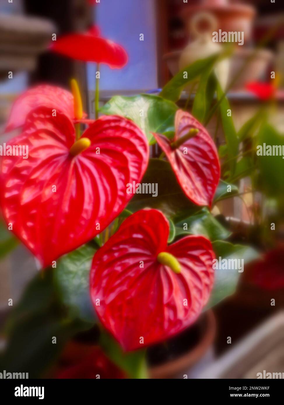 New, Age-defying, digital age, premium quality, eye-catching, stand-out ...