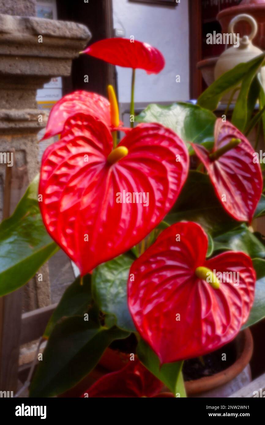 Distinctive flower structures hi-res stock photography and images - Alamy