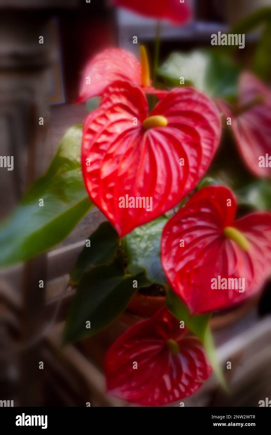 Plants distinctive flower structures hi-res stock photography and ...