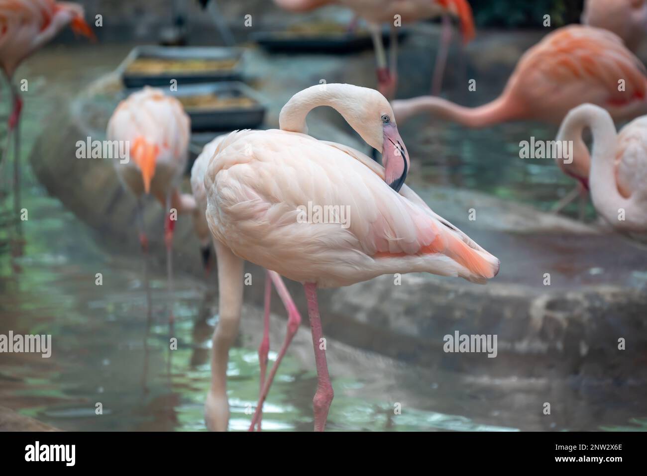 A flock of pink flamingos congregating in a tranquil pond in a zoo ...