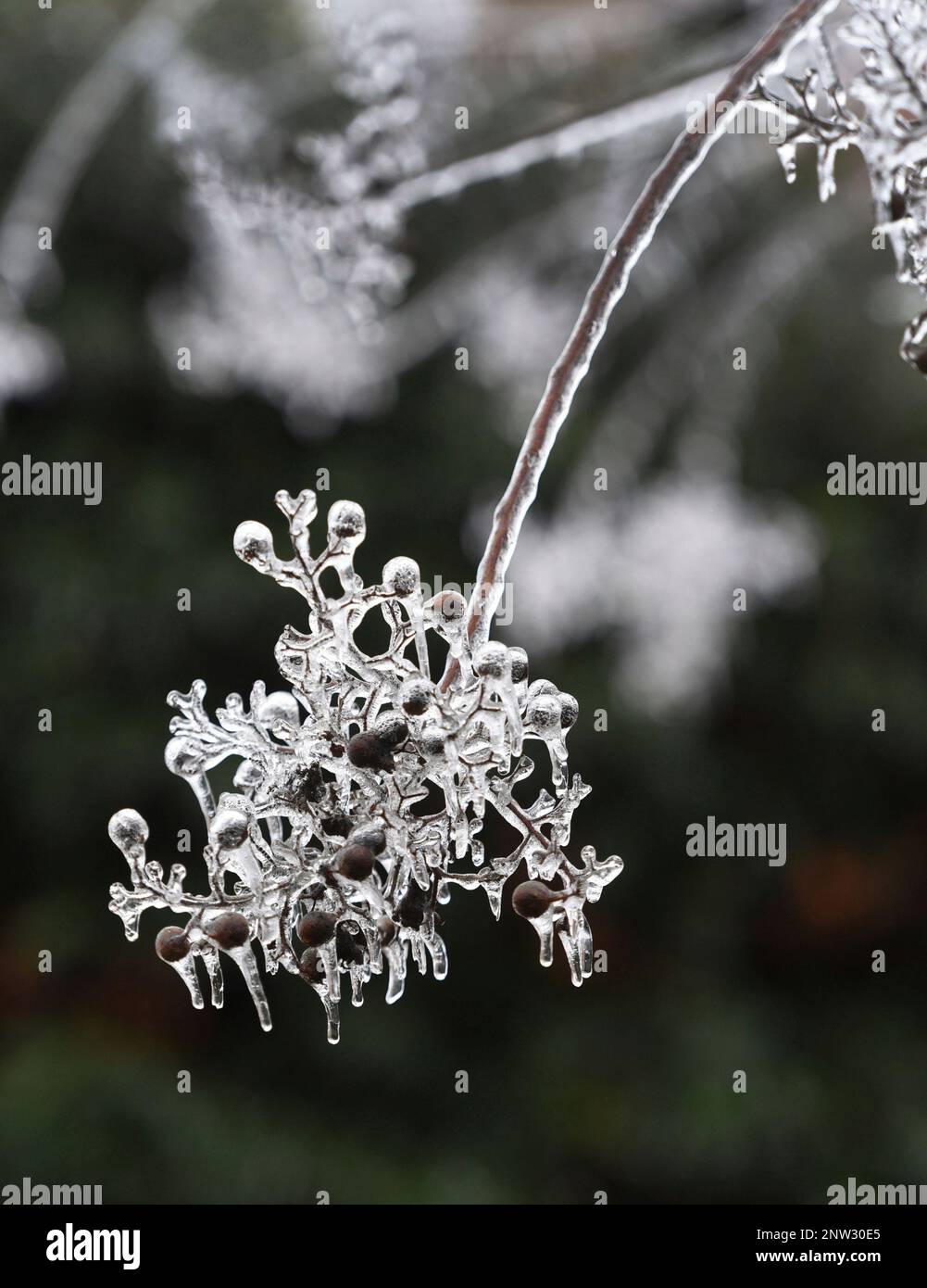 Ice coats the branches of a crepe myrtle tree in Winston-Salem, N.C ...