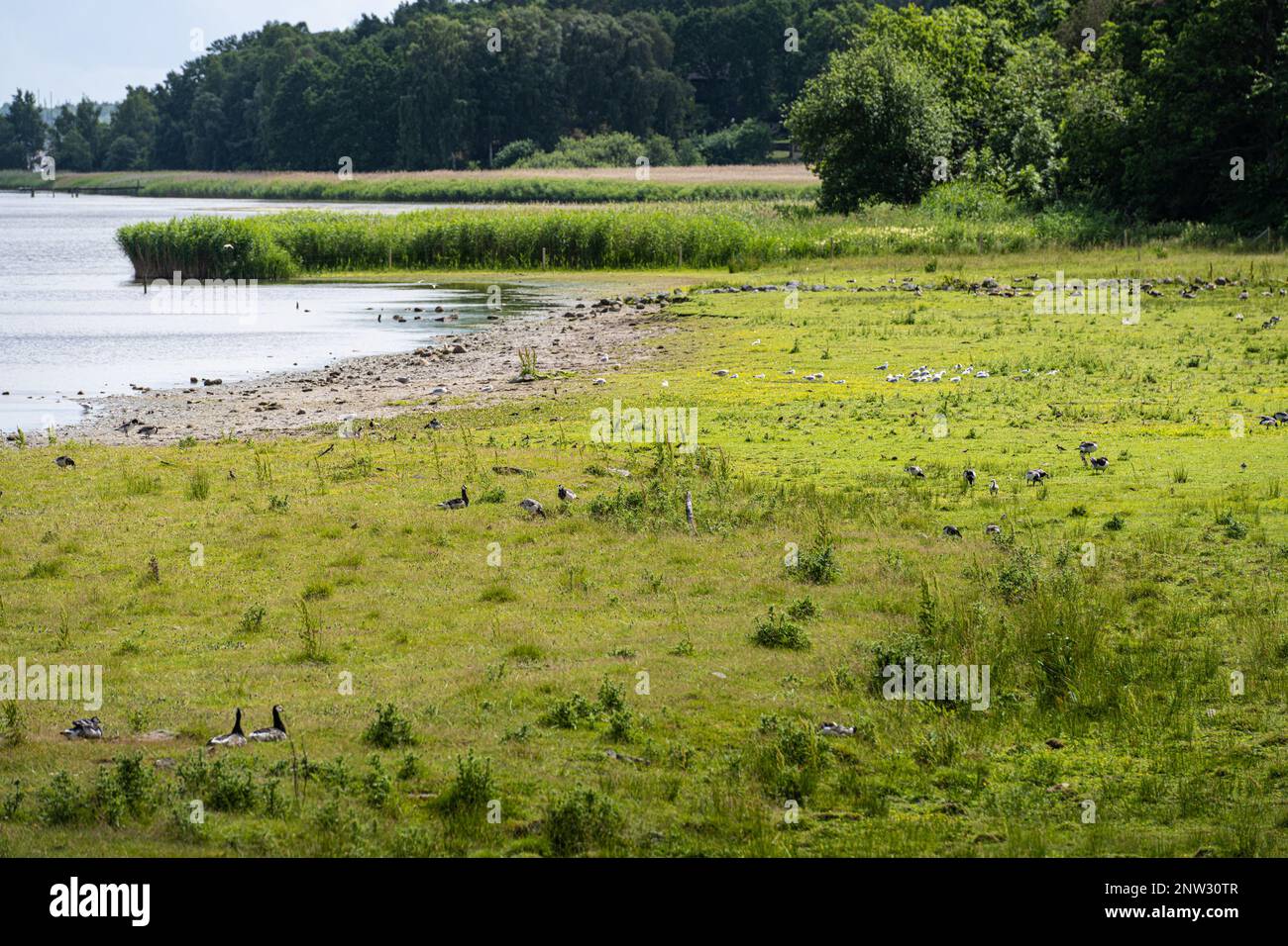 Birds grazing on green wetlands Stock Photo - Alamy