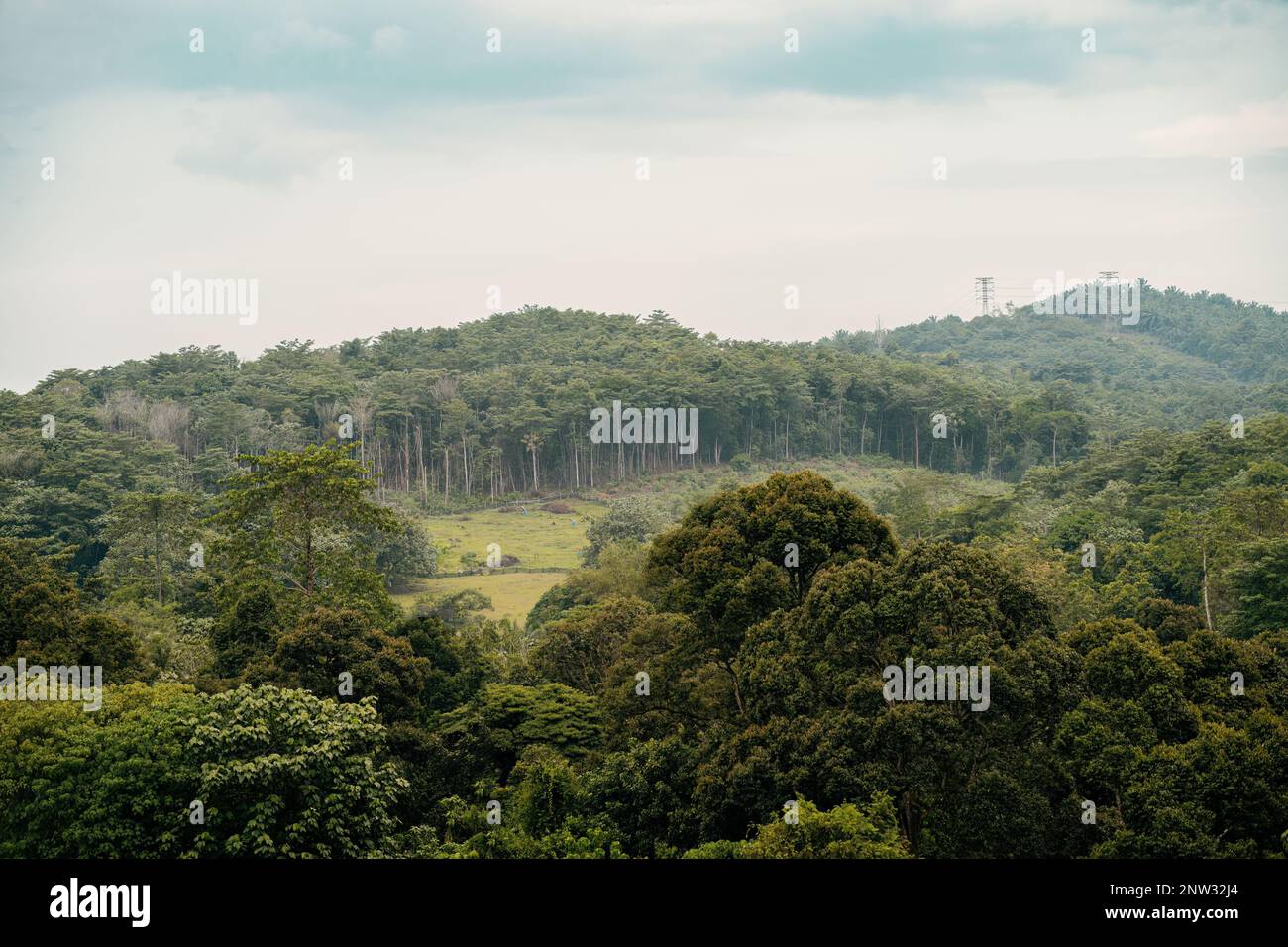 Rainforest ecosystem and healthy environment concept and background ...