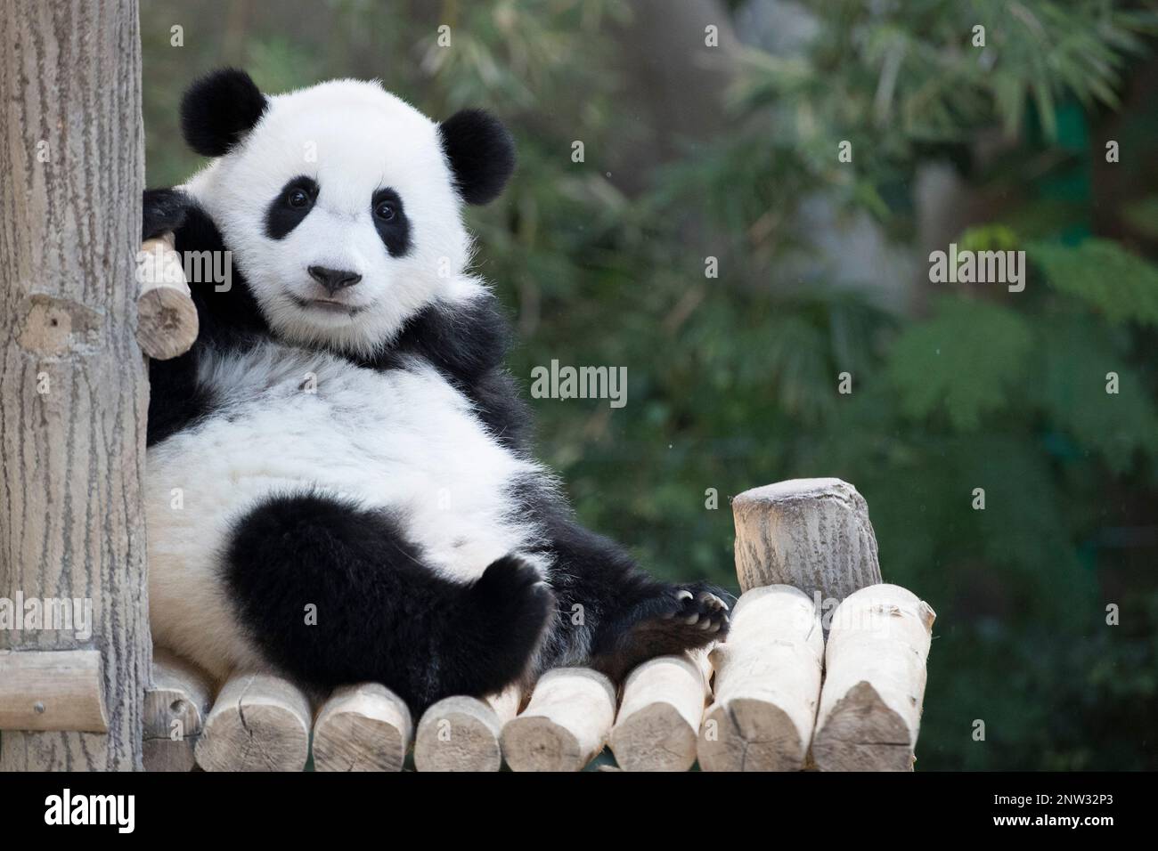 A female panda (unnamed) that was born in a Malaysian zoo has her first ...