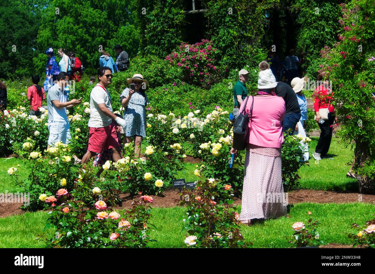 Elizabeth park rose garden hi-res stock photography and images - Alamy