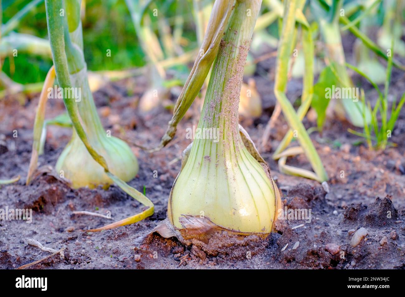 Large onion bulb close-up root vegetable Stock Photo - Alamy