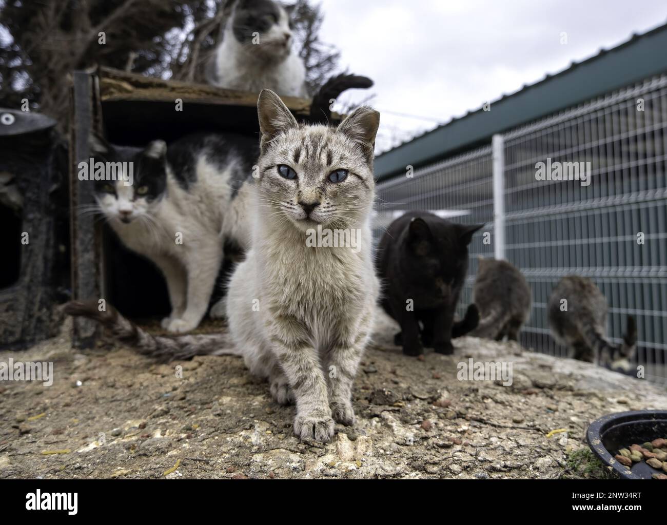 Abandoned street cat, stray animals, pets Stock Photo - Alamy