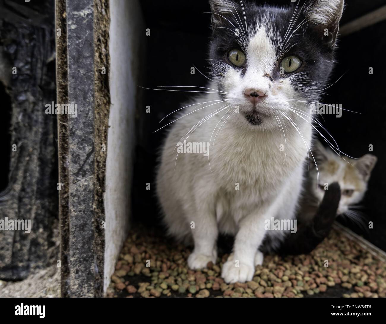 Abandoned street cat, stray animals, pets Stock Photo - Alamy