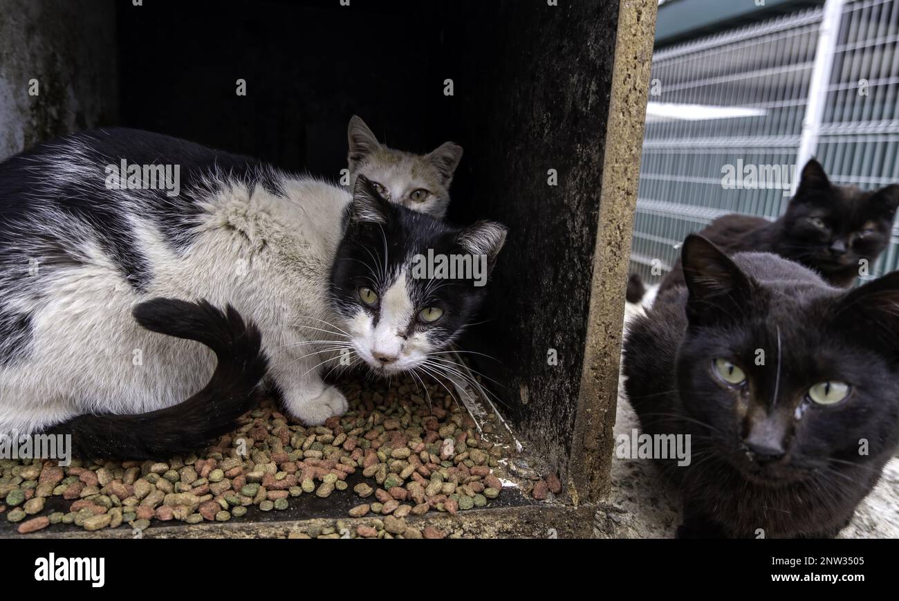 Abandoned street cat, stray animals, pets Stock Photo - Alamy