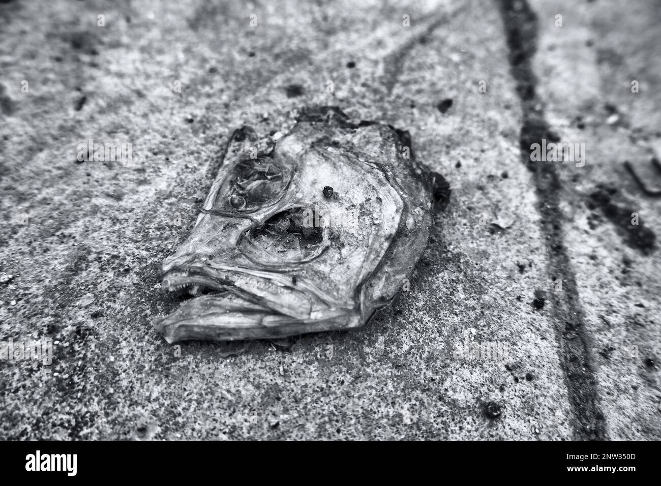 Detail of fish in poor condition, garbage and pollution Stock Photo - Alamy