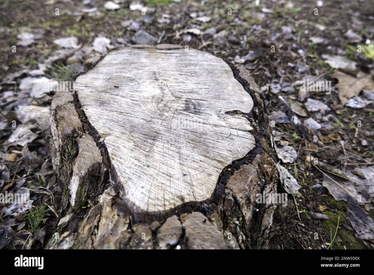 Detail of cut tree trunk in a forest, destruction of nature Stock Photo ...