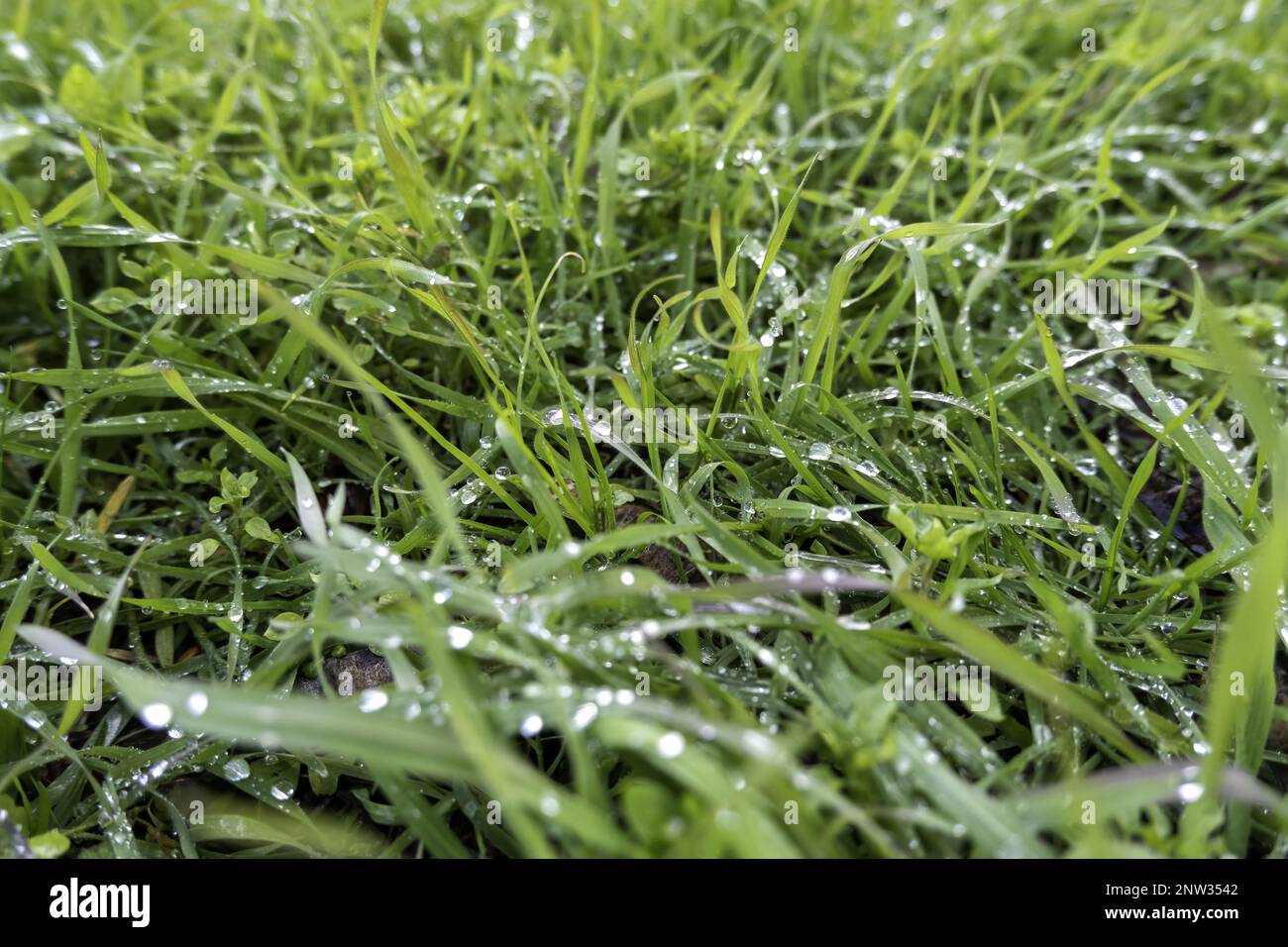 Detail of fresh grass in a forest with water drops from the rain Stock ...