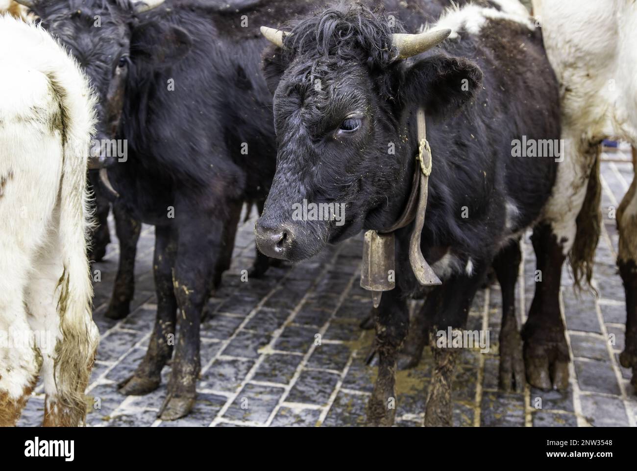 Detail of mammal animals in an outdoor farm Stock Photo - Alamy