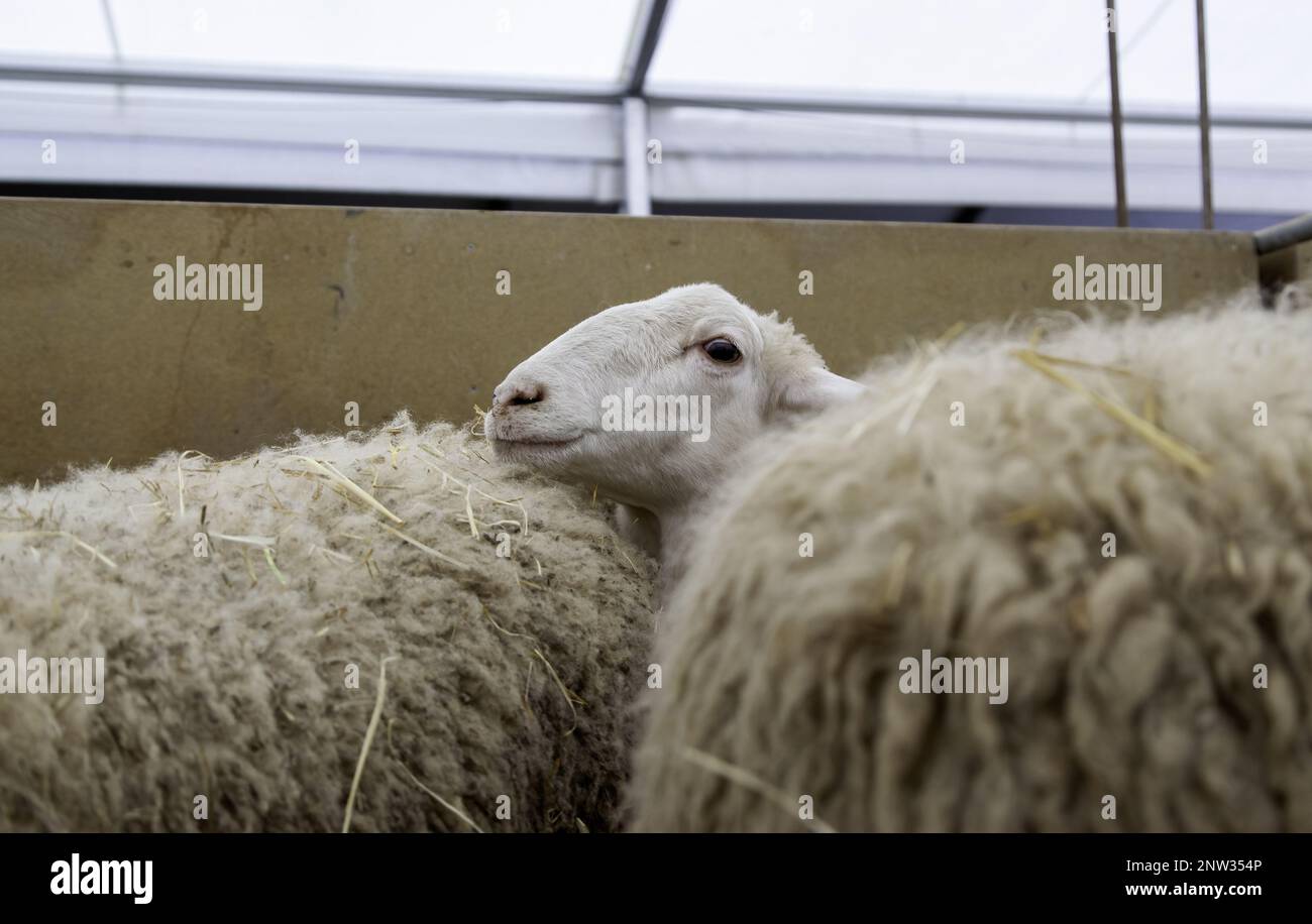 Detail of mammalian animal, animal exploitation, milk and meat Stock ...