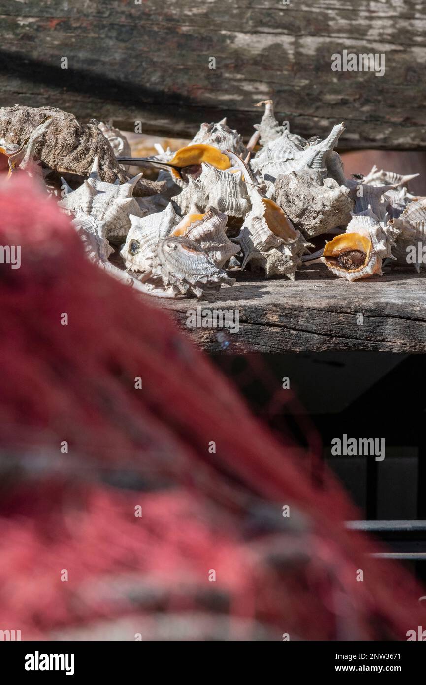 Sea shells on a of fishing boat in Petrovac, Montenegro Stock Photo - Alamy